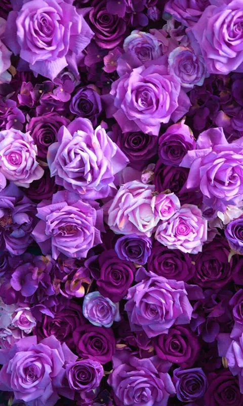 Purple Roses Wallpaper Hd