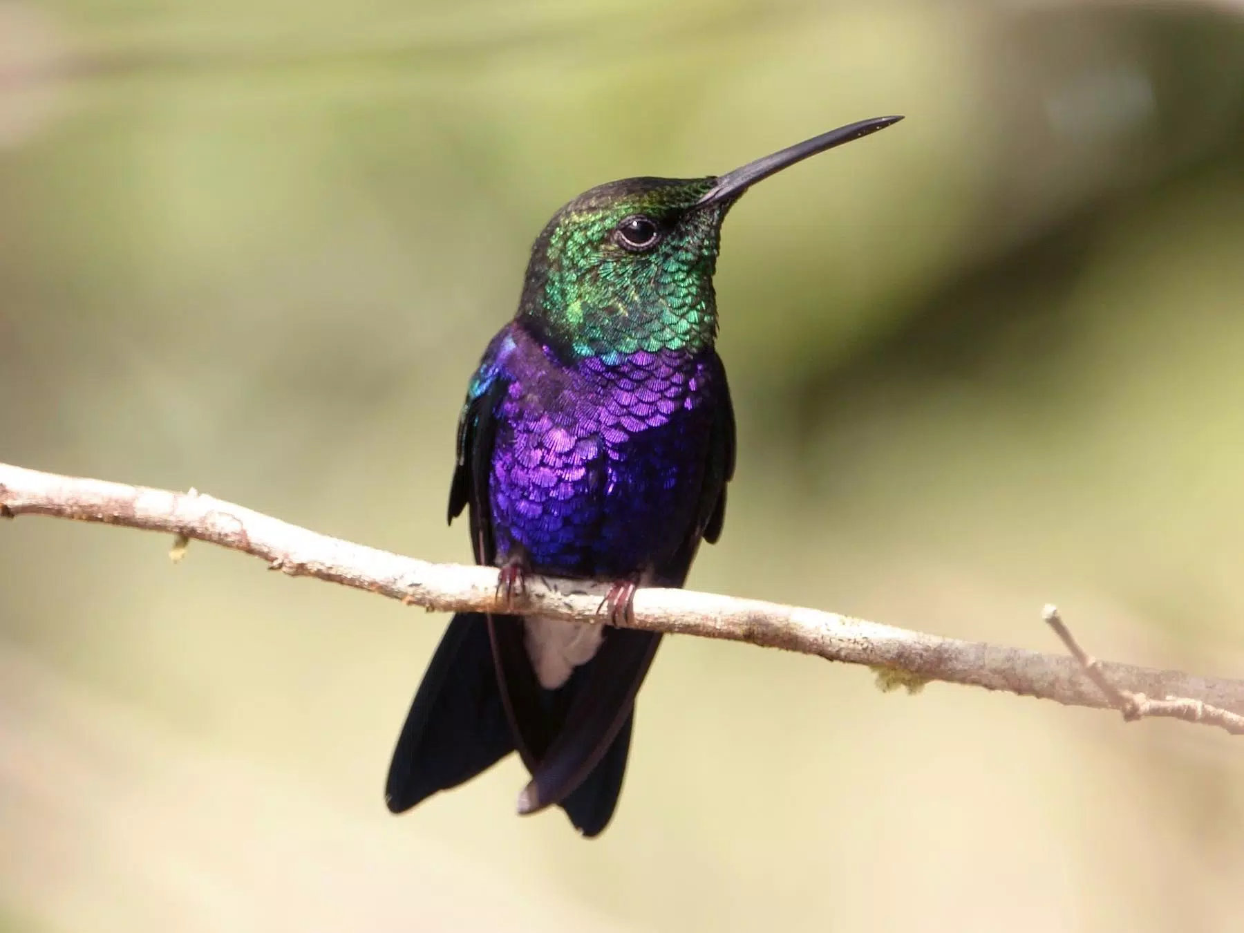 Rare Hd Bird Wallpaper