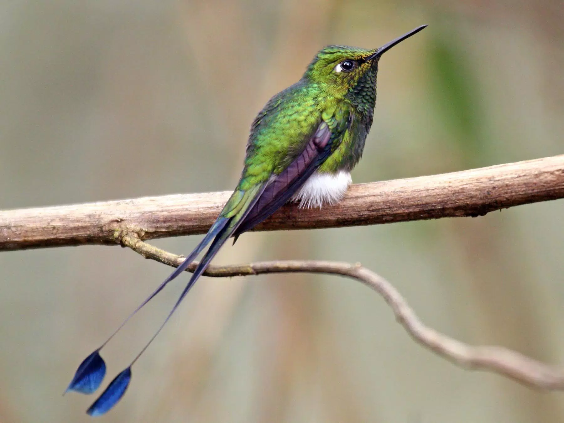 Rare Hd Bird Wallpaper
