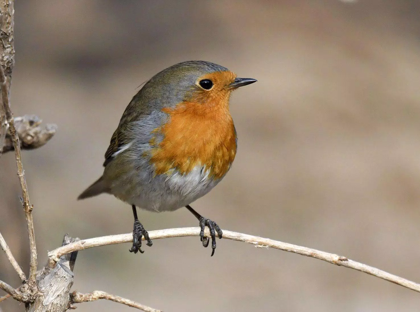 Rare Hd Bird Wallpaper