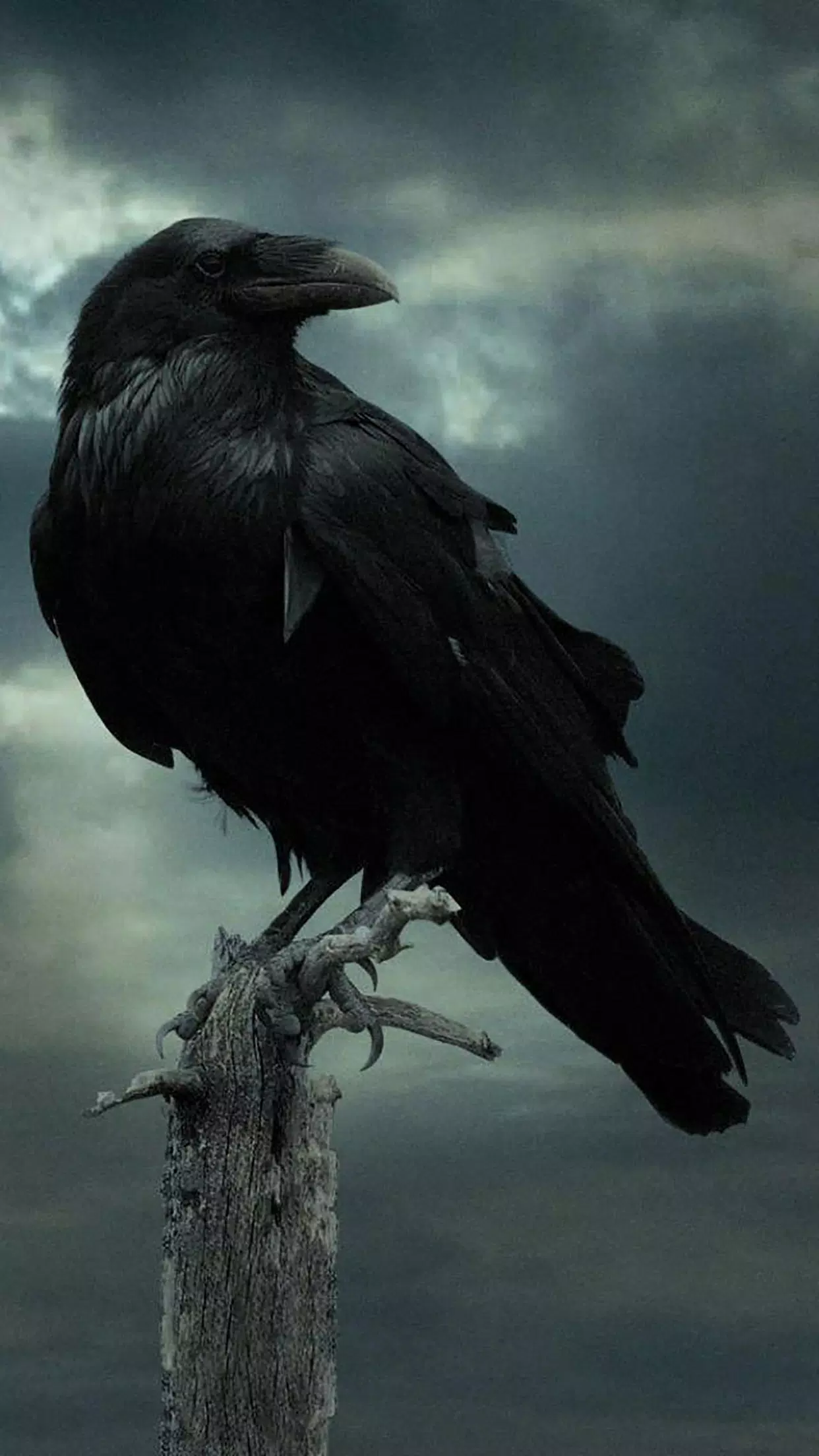 Crows Wallpaper