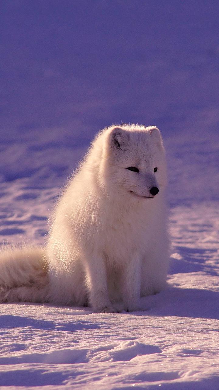 Snow Wolf Wallpaper Latest Version 1006 For Android