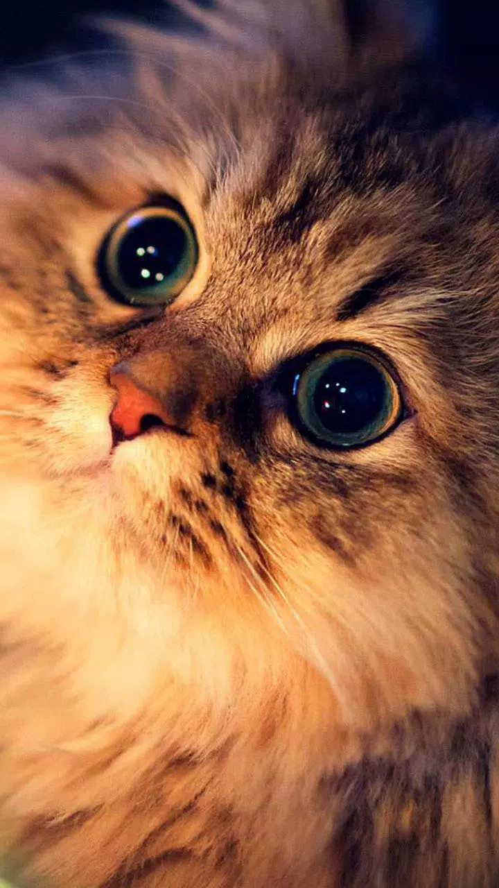 Free Download cute cats lock screen Wallpapers and Lock Screen Backgrounds