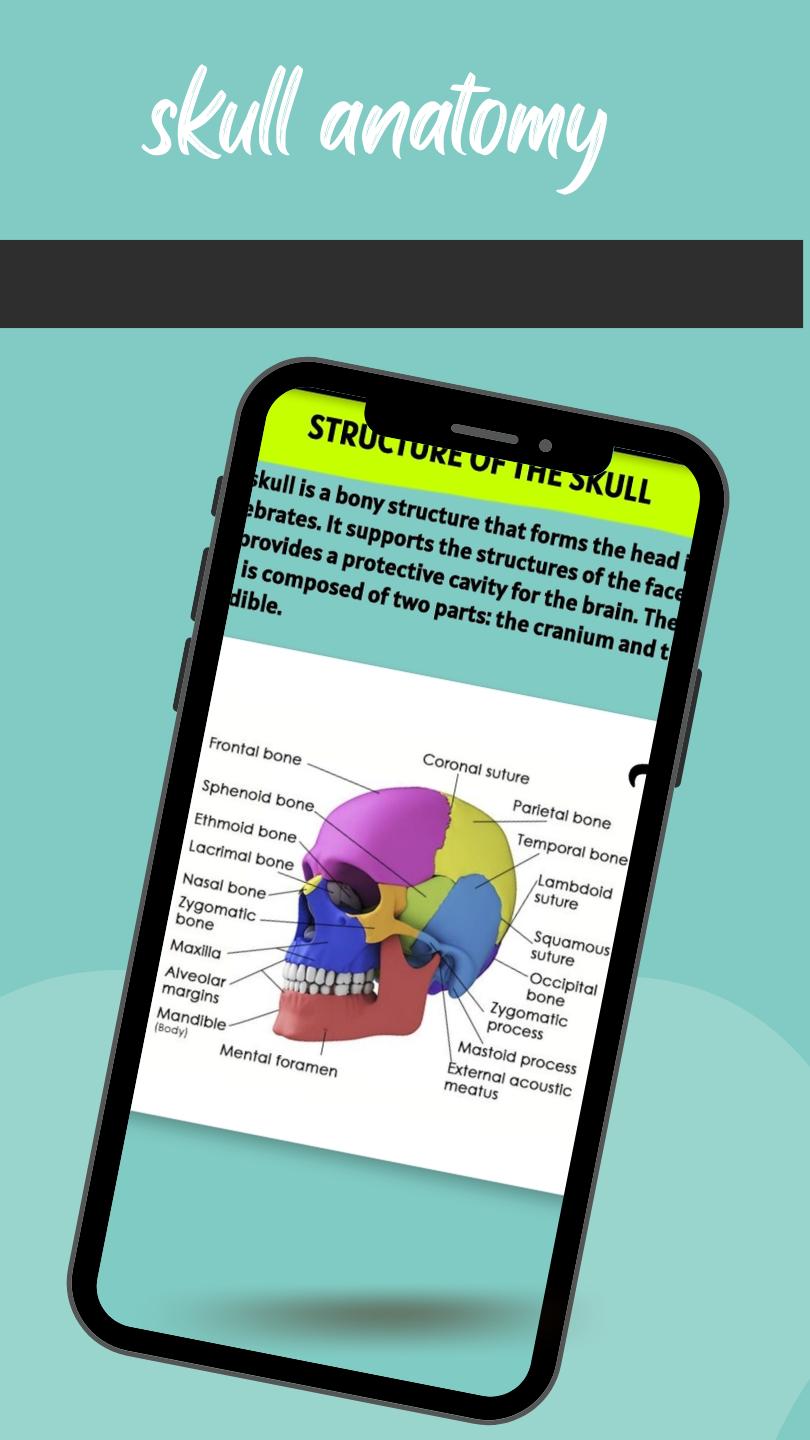 skull anatomy APK for Android Download skull anatomy APK for Android Download