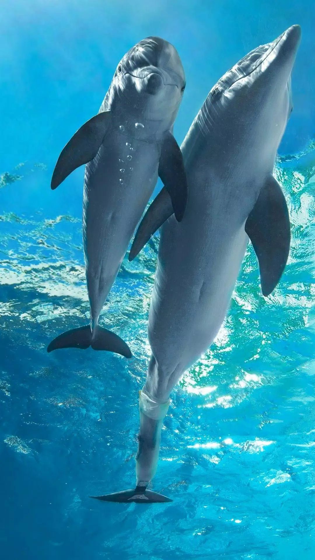 Dolphin Tale Wallpaper