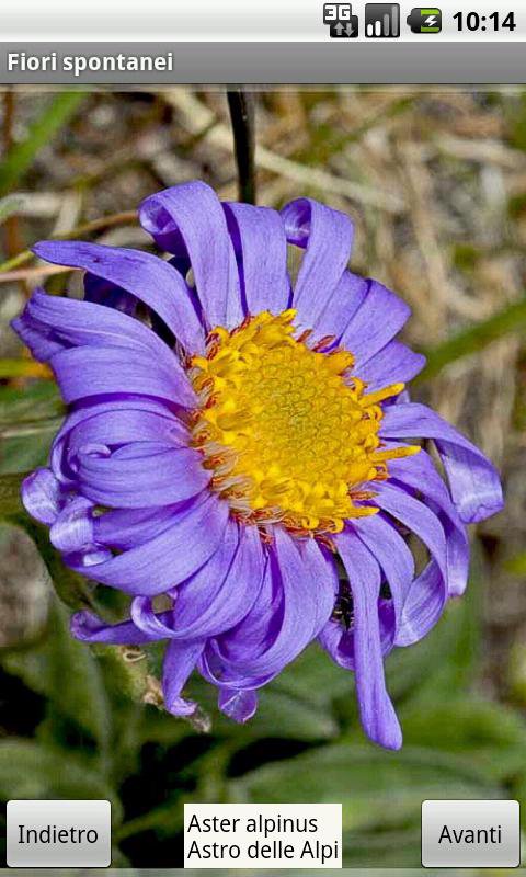 Fiori spontanei Latest Version 1.0 for Android