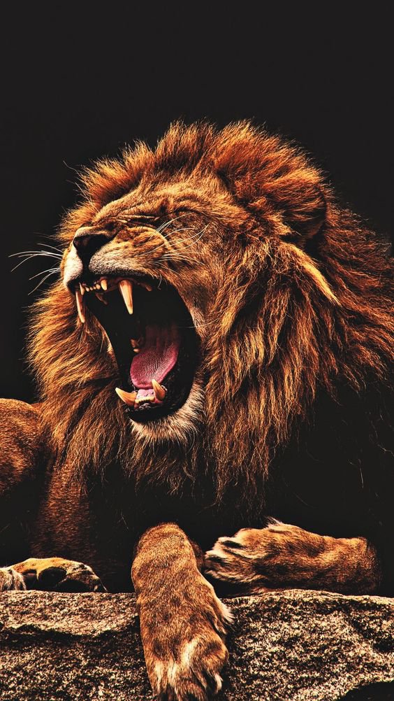 Lion Video Wallpaper APK for Android Download