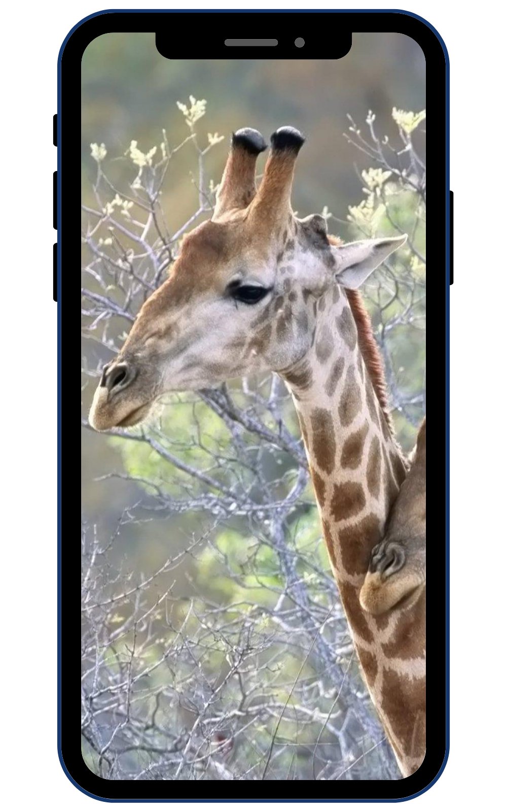 Giraffes Wallpaper APK for Android Download