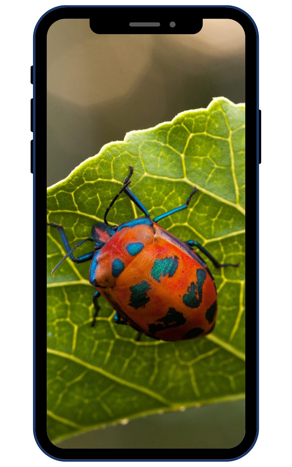 Insect Wallpapers APK for Android Download