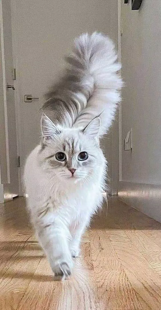 Cute Cats Tumblr Wallpaper