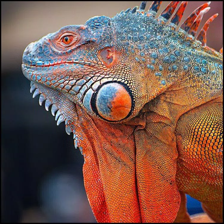 Red Iguana Wallpaper