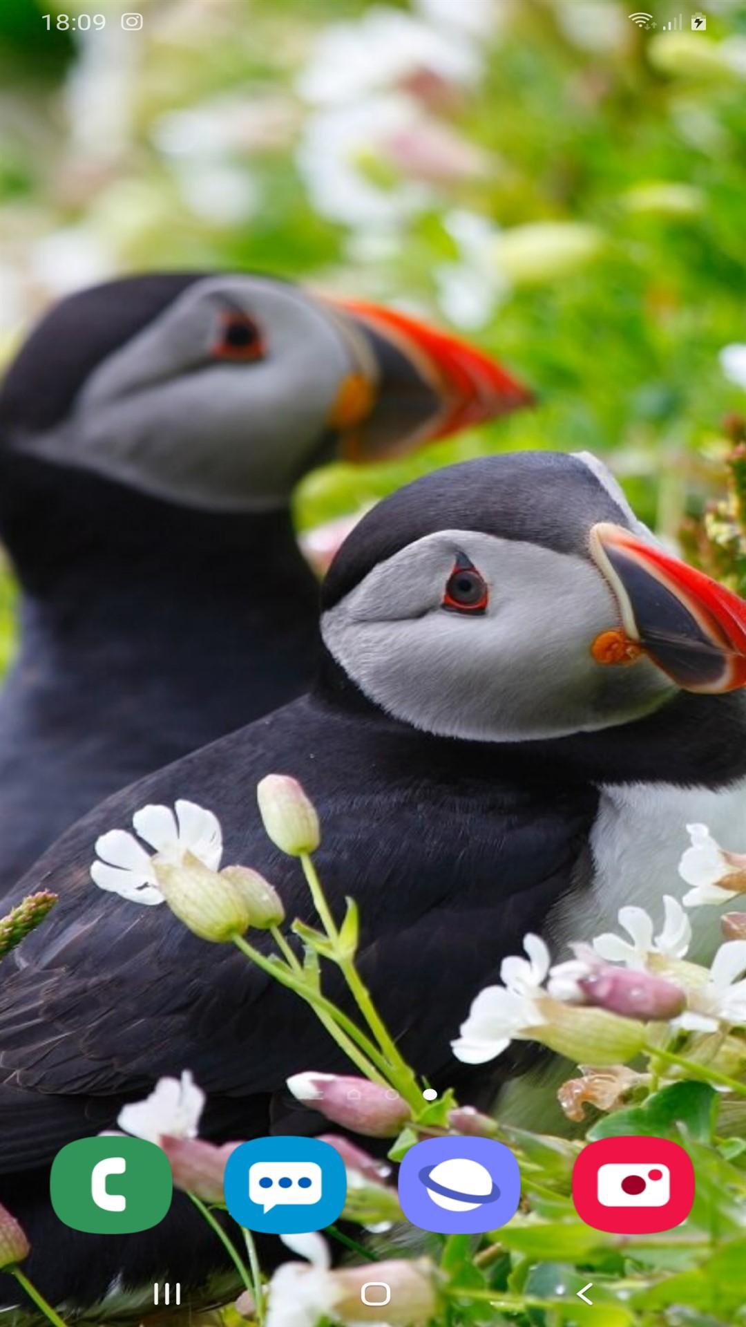 Atlantic Puffin Wallpaper APK for Android Download