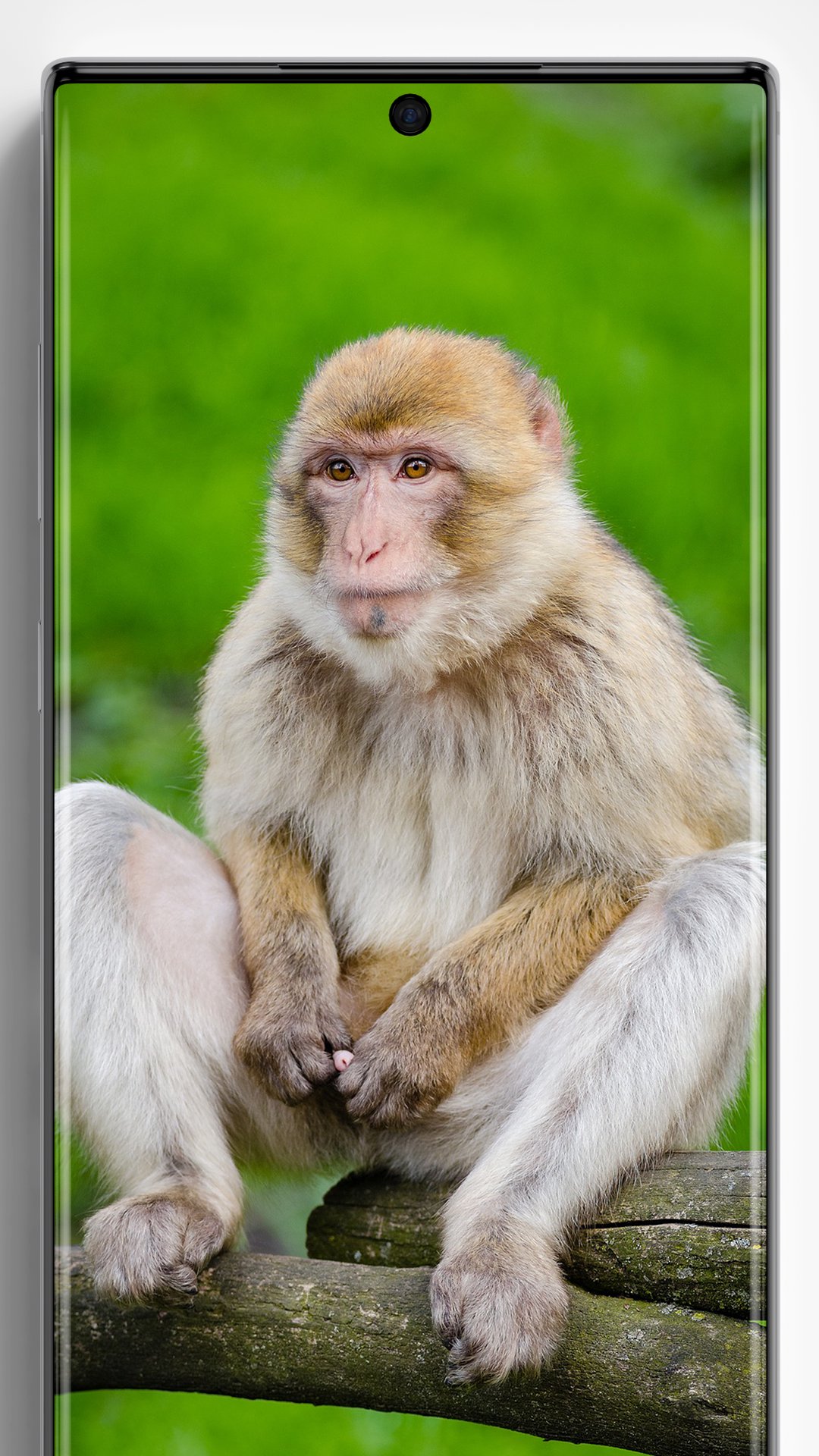 Monkey Wallpapers APK for Android Download