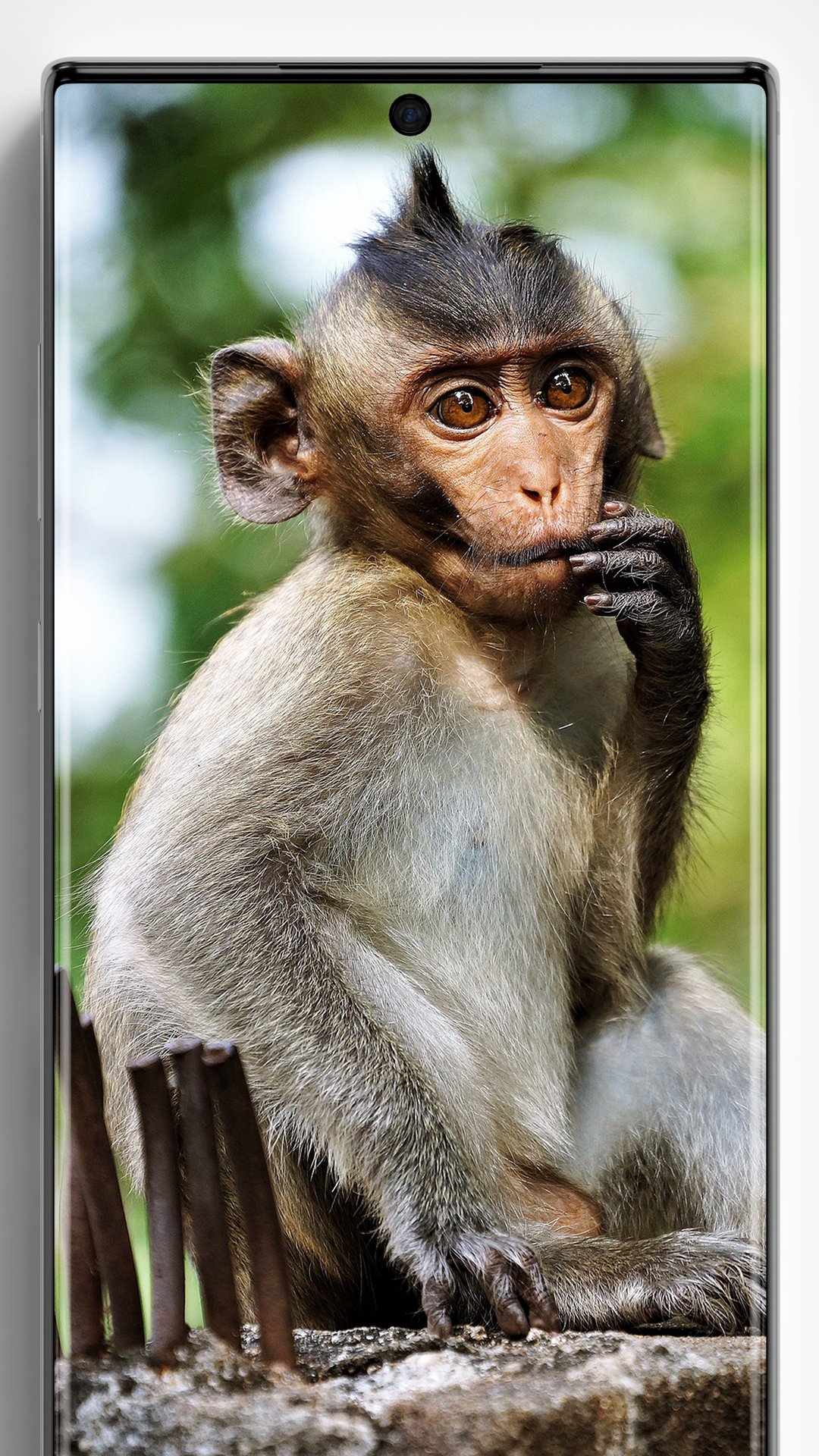 Monkey Wallpapers APK for Android Download