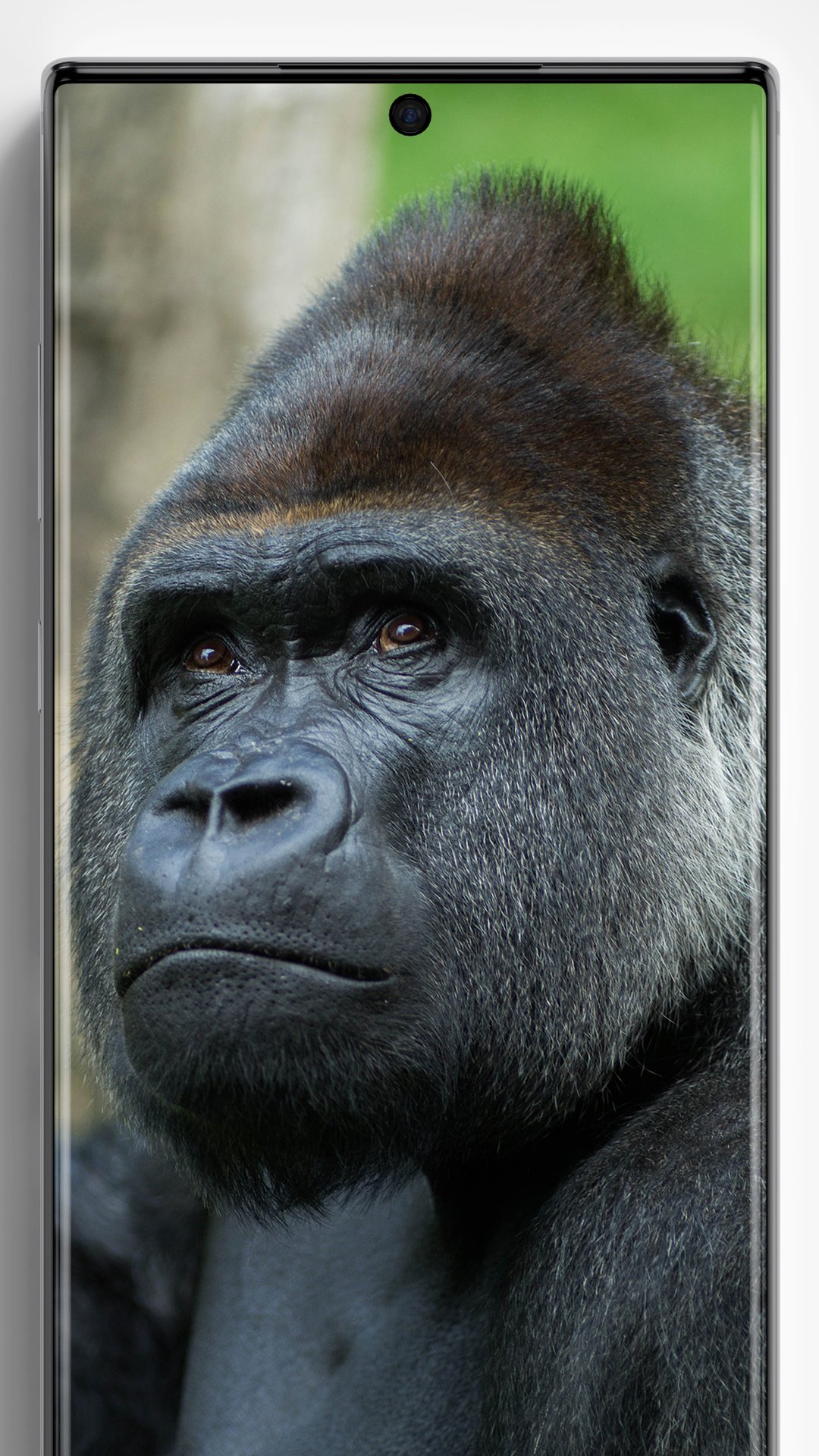 Monkey Wallpapers APK for Android Download