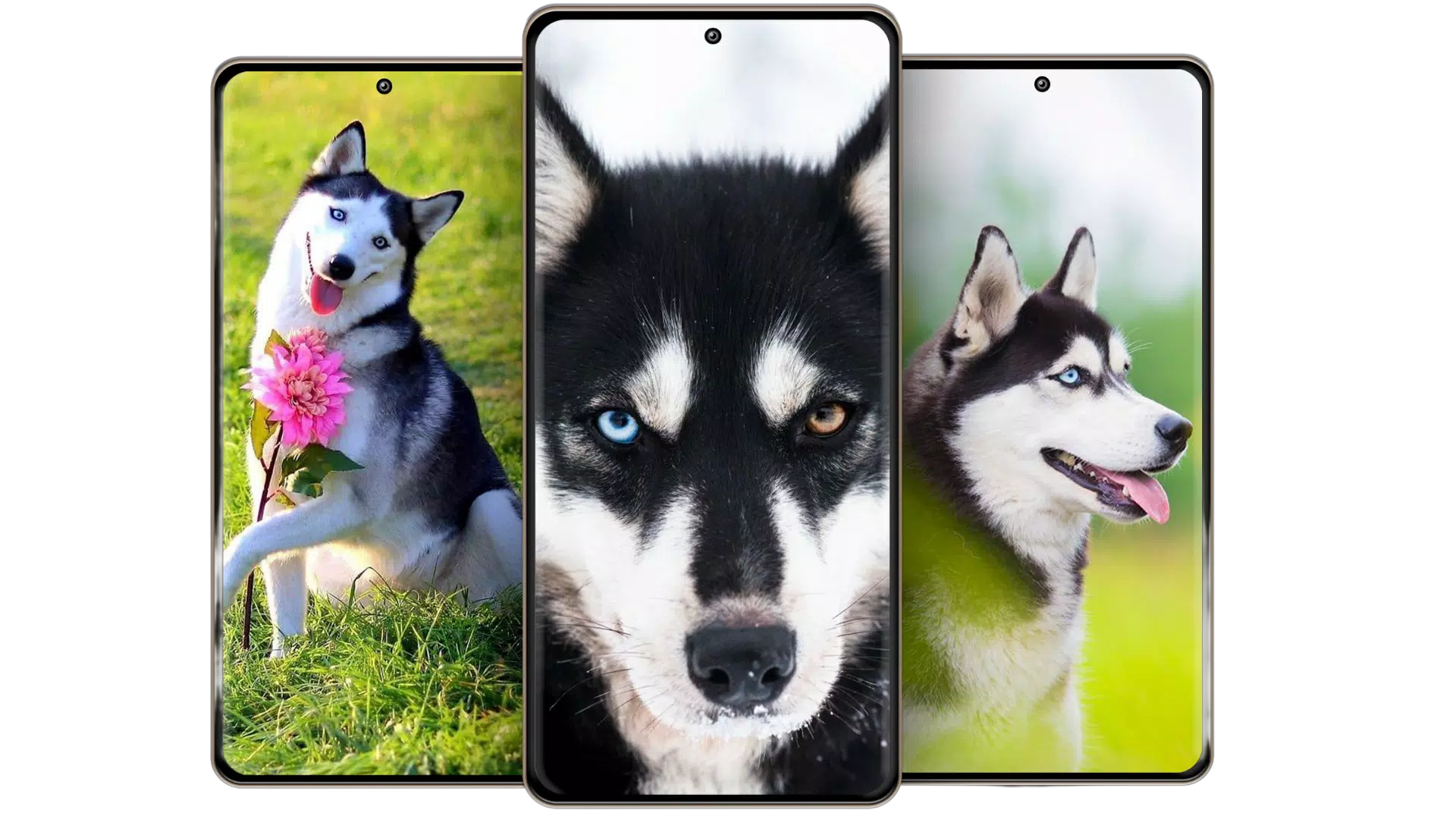 Husky Wallpaper Hd 1920x1080