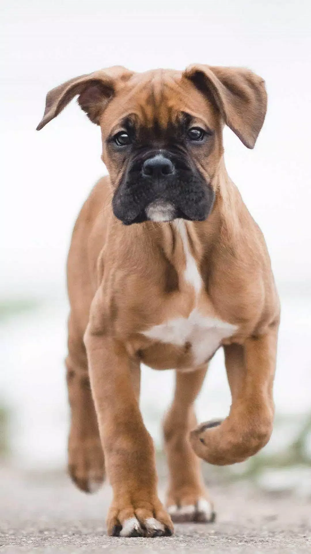 Boxer Dog Wallpaper