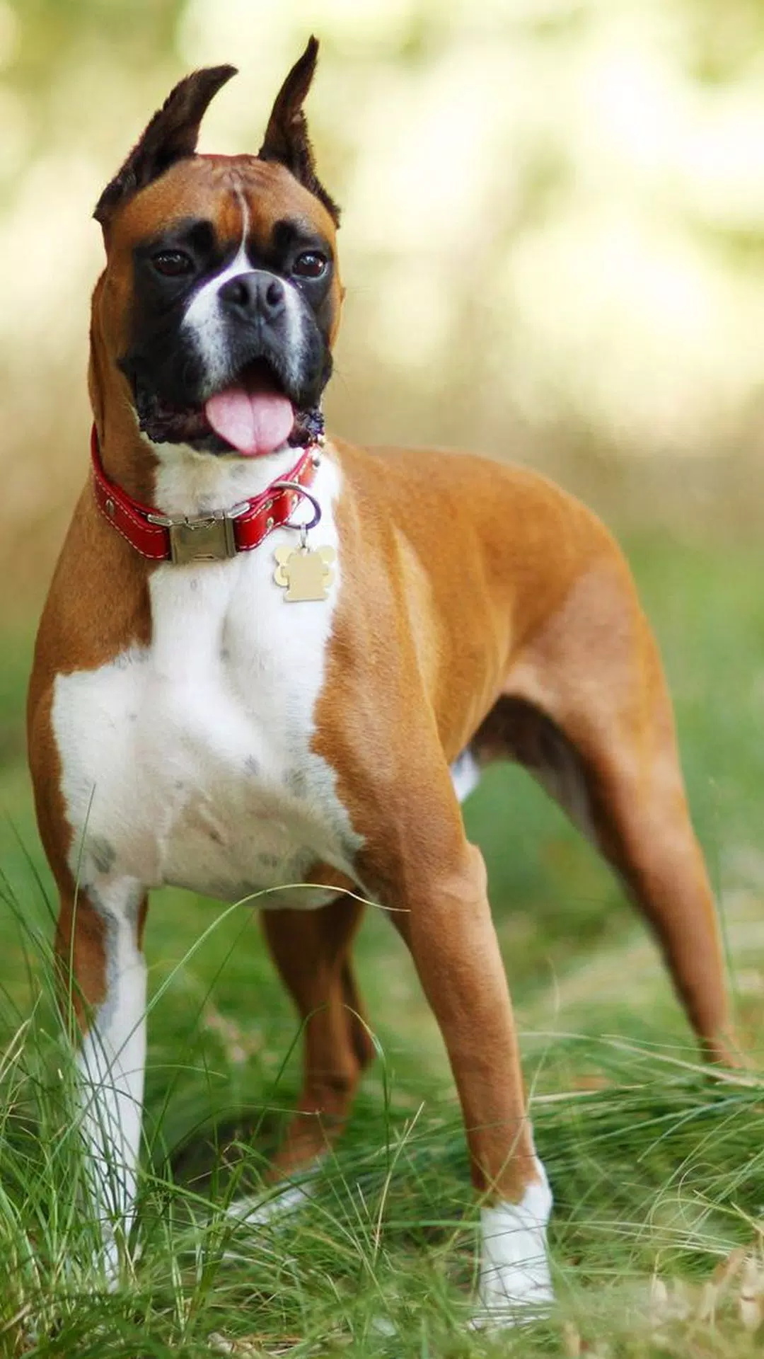 Boxer Dogs Wallpaper