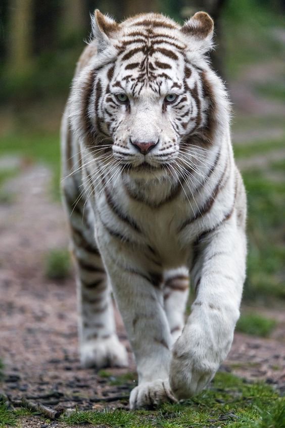 Tiger Video Wallpaper RDT APK للاندرويد تنزيل