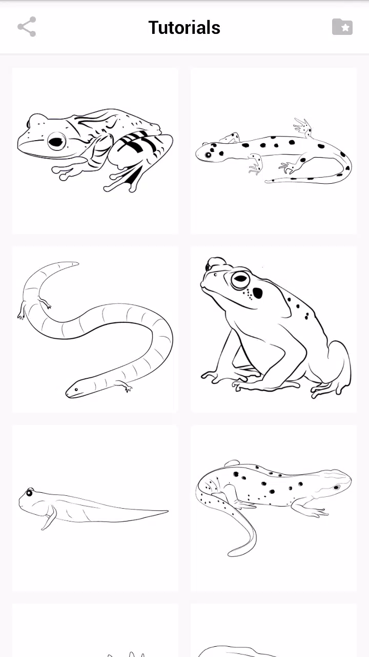 Amphibians Drawings